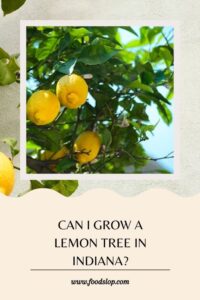 Can I Grow a Lemon Tree in Indiana [Explained!] - foodslop.com