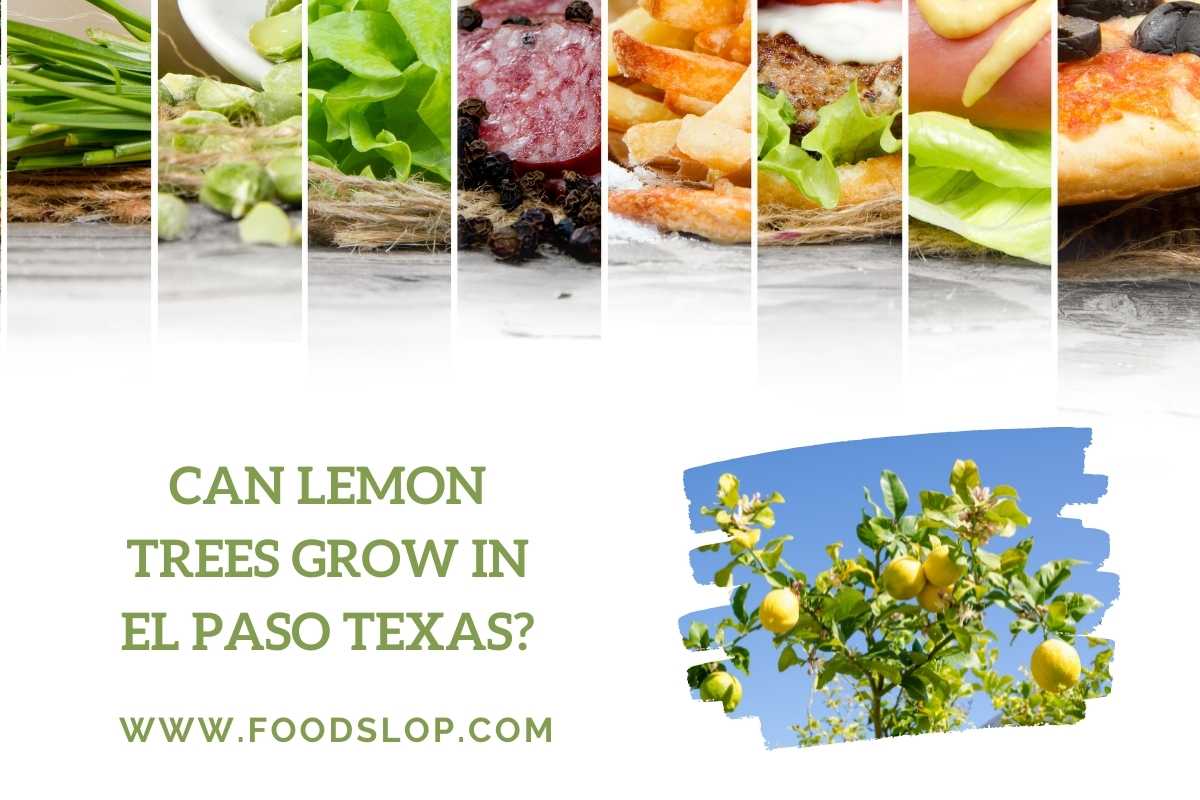 Can Lemon Trees Grow in El Paso Texas [Answered!] - foodslop.com