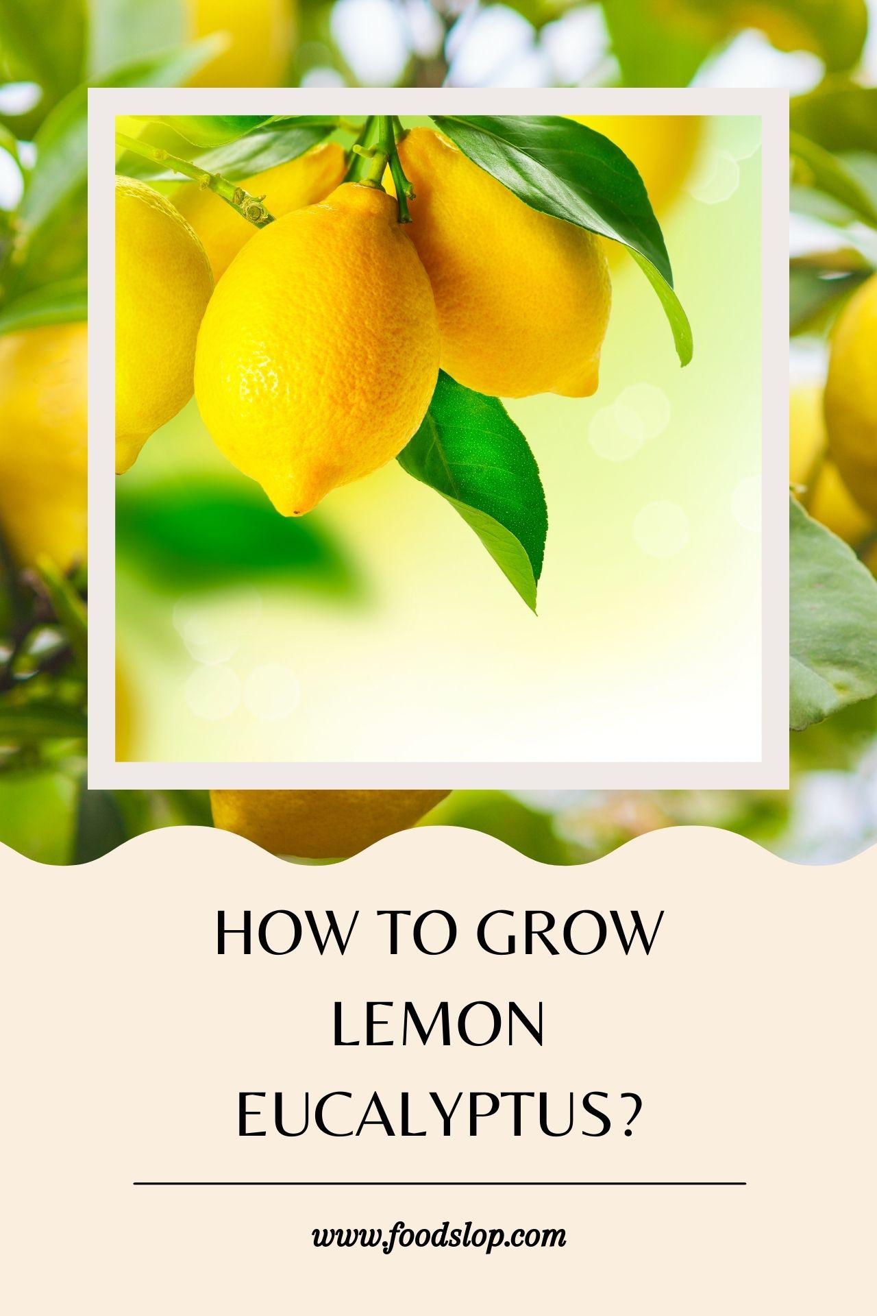 How to Grow Lemon Eucalyptus [Explained!] - foodslop.com