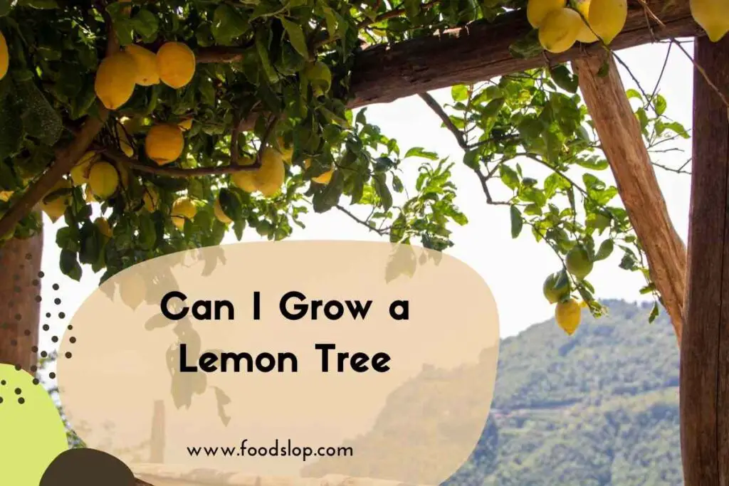 Can I Grow a Lemon Tree in California? - foodslop.com