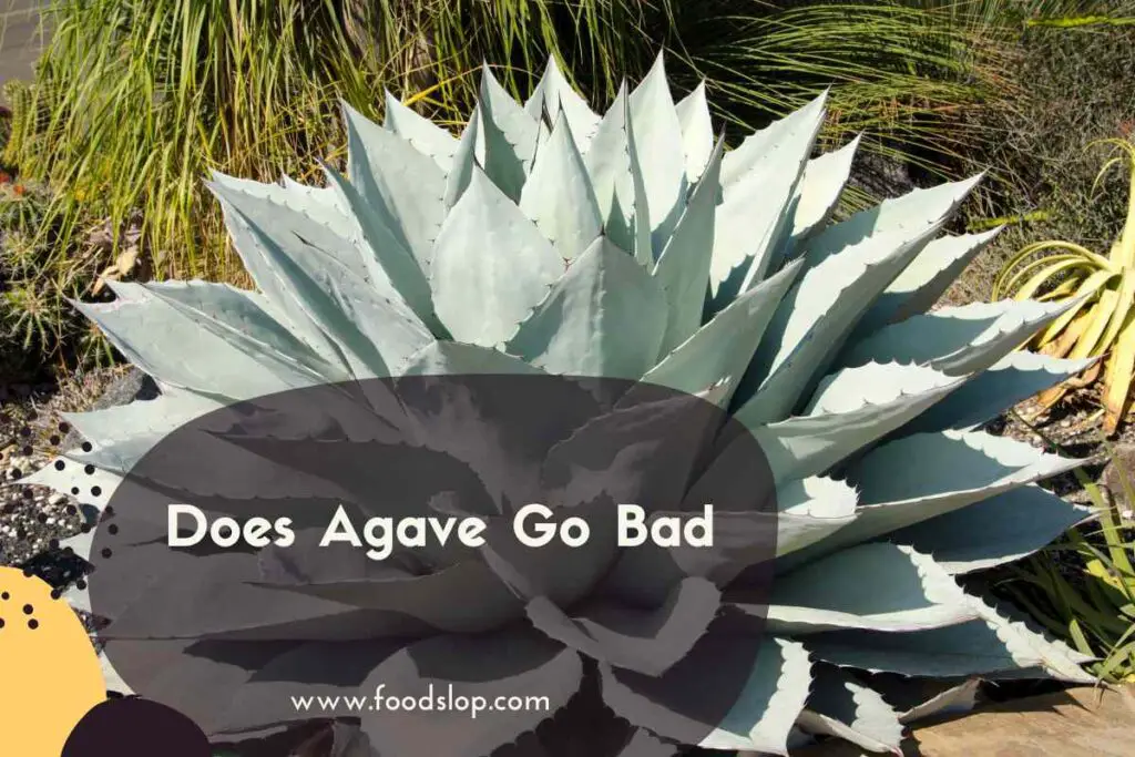 Does Agave Go Bad - foodslop.com